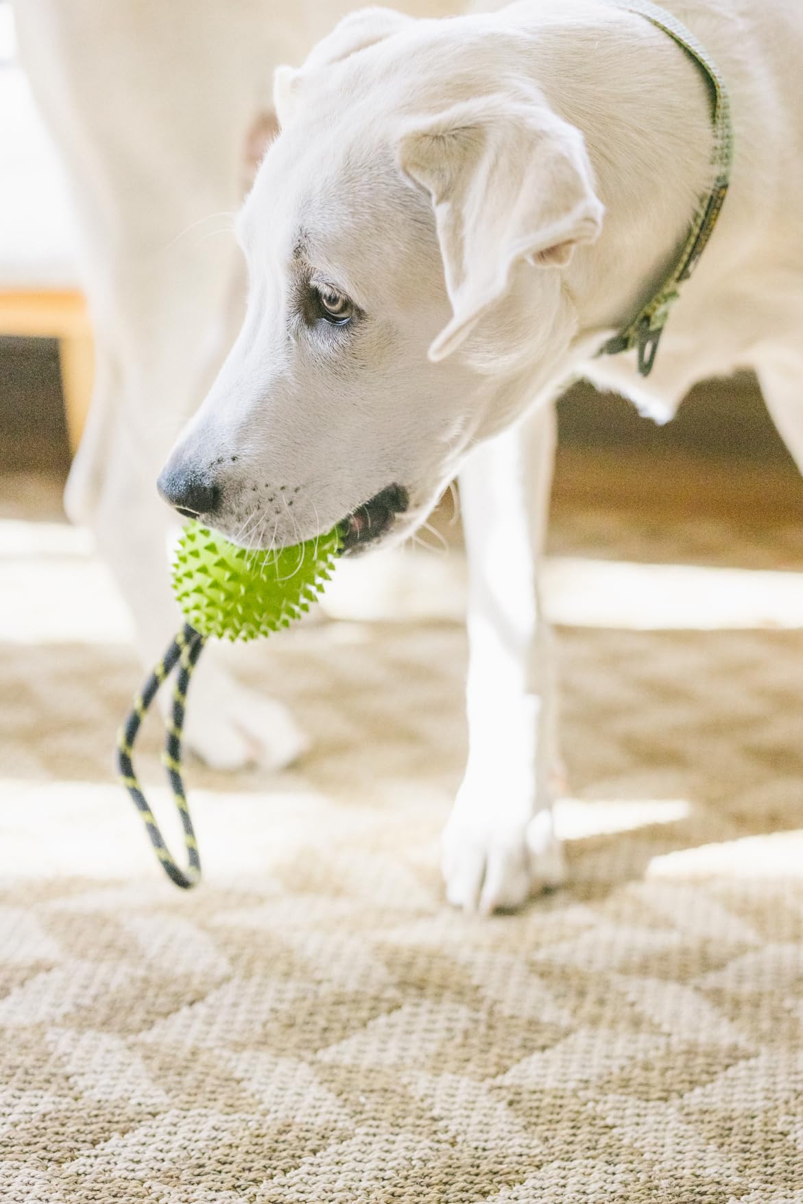OllyDog Spikey Rugby, Interactive Dog Chew Toy with Natural Rubber, Multifunctional Teeth Cleaning and Gum Massage, for Dogs Under 50lbs (Lime)