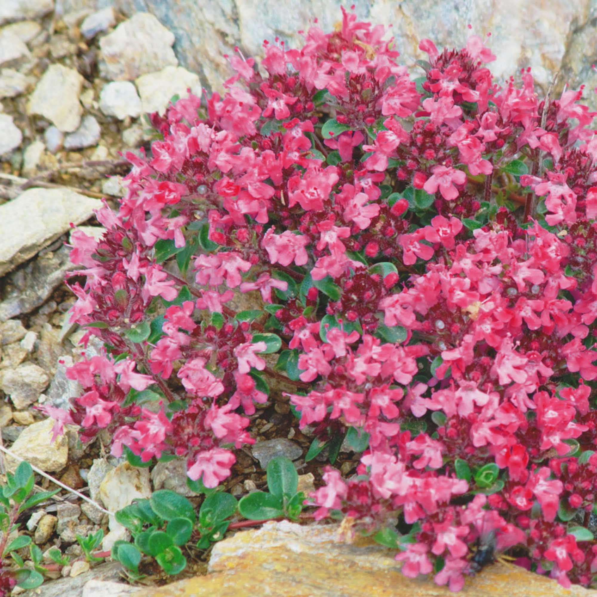 Generic 5000+ Mix Creeping Thyme Seeds Ground Cover for Planting - 4 Thymus Serpyllum Heirloom Blue, Purple, White, Red, Green, Yellow Beautiful Perennial Flower