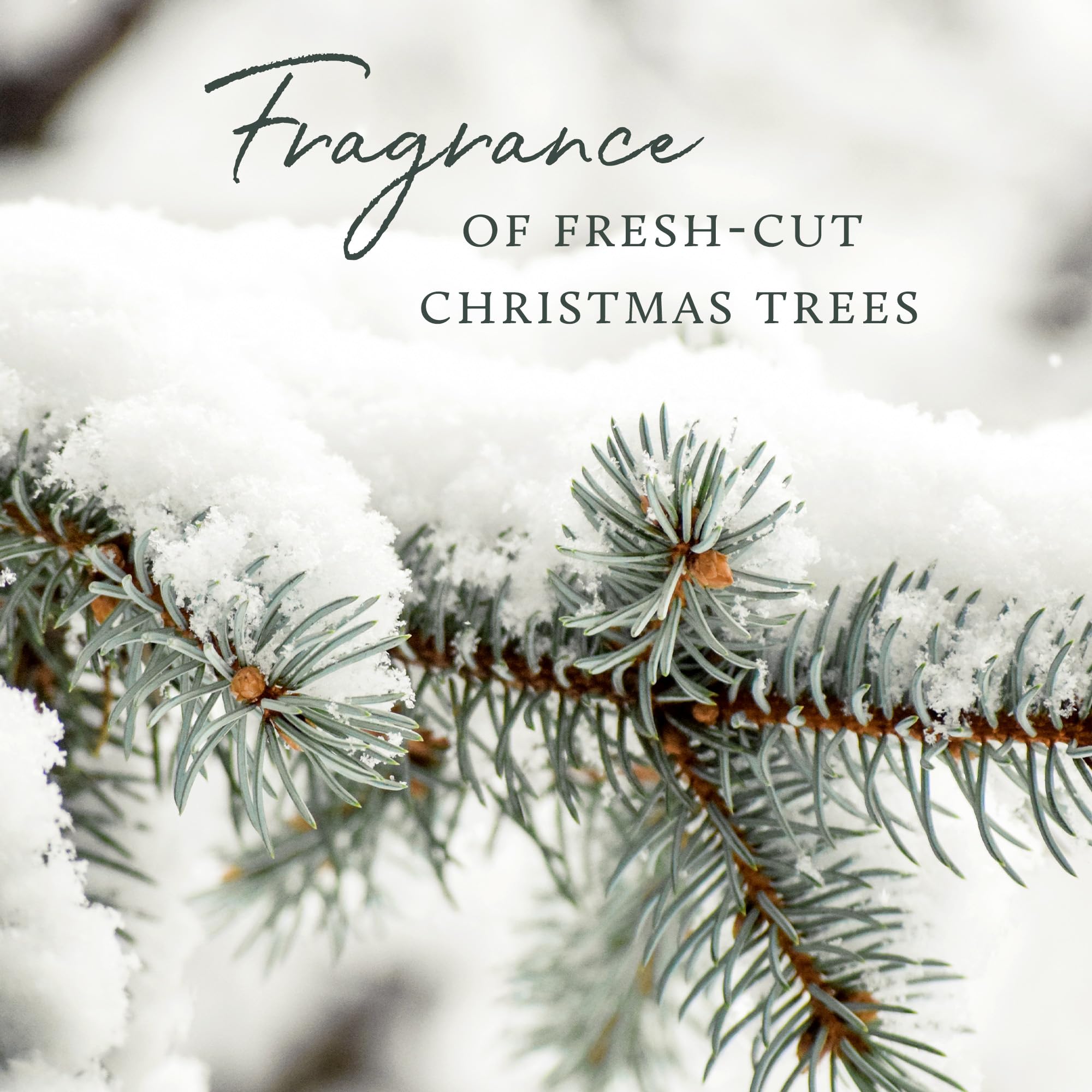 Thymes Wax Melt - 1 Oz - Frasier Fir