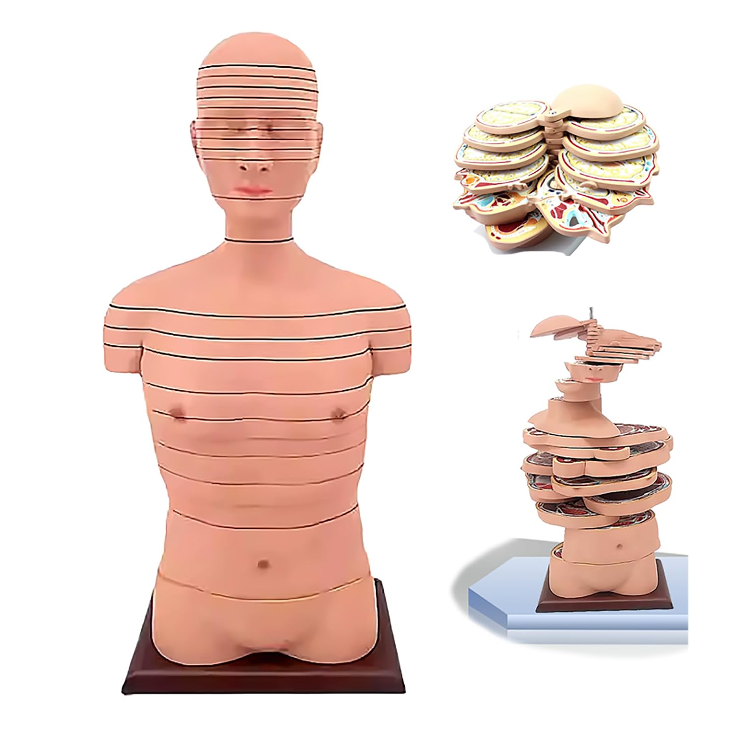 JOSBY Human Torso Cross-Section Model, CT, MRI Imaging Radiology Medical Model, 24pcs Human Body Cross-Section Image Anatomy, Each Layer is Removable, Used for Medical Teaching Display