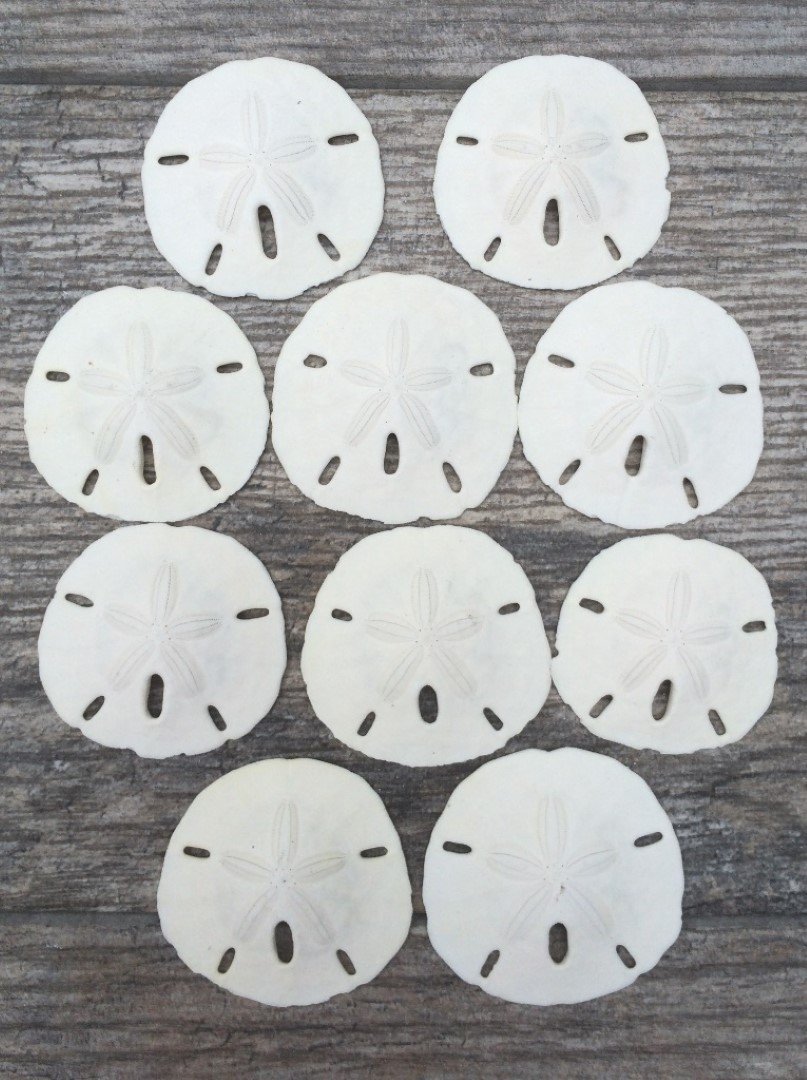 Sand Dollar | Real Sand Dollars 3"-3 1/2" (Set of 10) | Sand Dollar Shells | Plus Free Nautical eBook by Joseph Rains