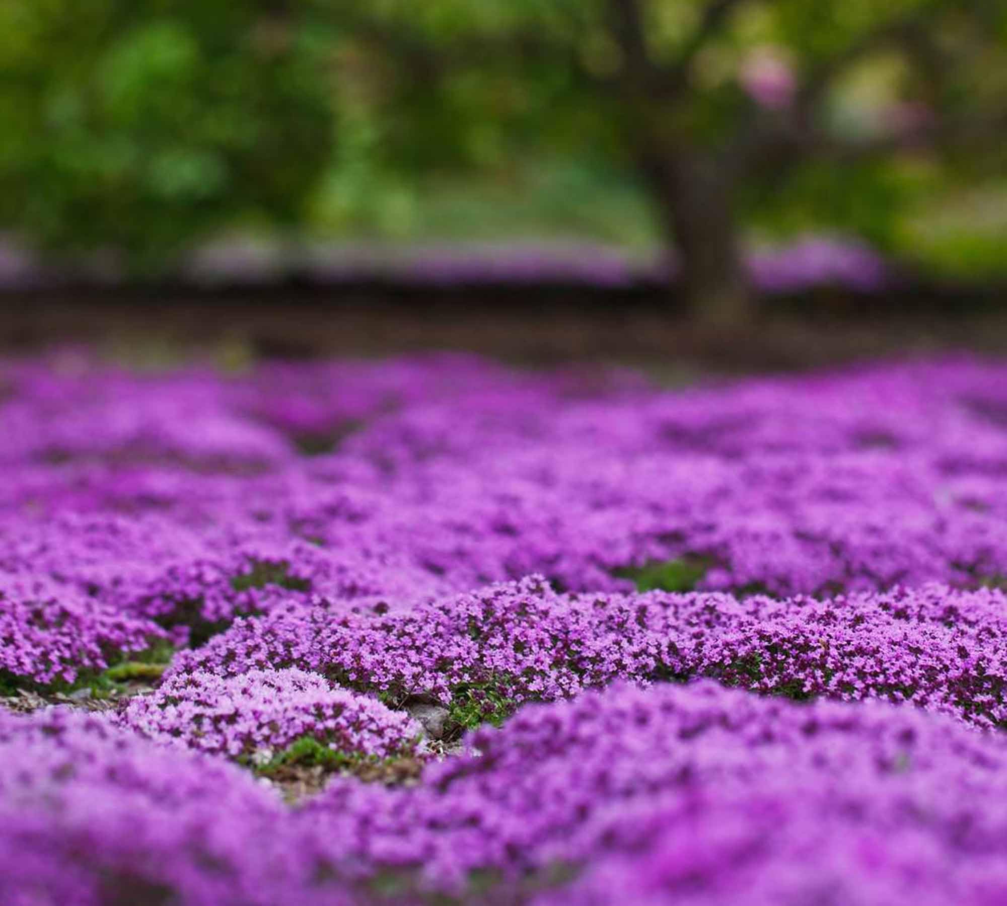 Generic 20000+ Purple Creeping Thyme Seeds for Planting - Heirloom & Open Pollinated - Wild Ground Cover Plants Perennial Non-GMO Thymus Serpyllum Flowers Seed
