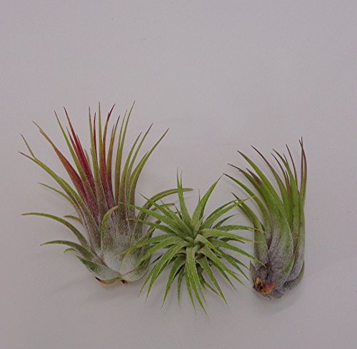 CTS Air Plants Tillandsia Ionantha Assorted 3 Pack