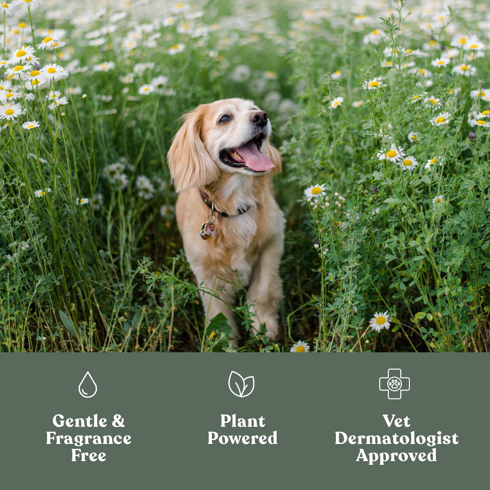 Dandylion Clean Paws | No-Rinse Foaming Cleanser | Gentle, Fragrance-Free, and pH Balanced to Provide a deep Clean Safe for All Dogs | 5fl oz. Bottle with Silicone Bristle Brush