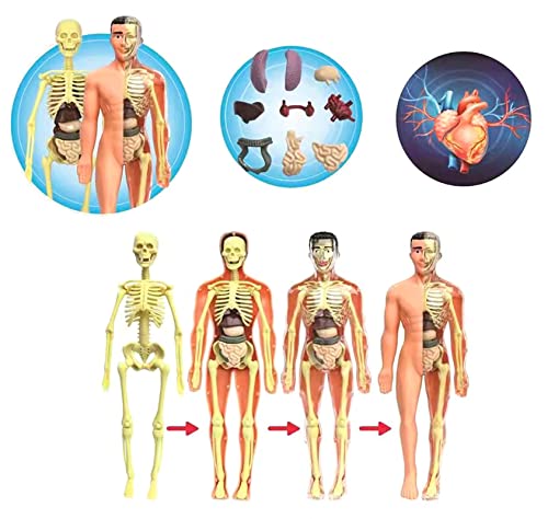 Hiawbon 3-D Human Body Model People Action Figure Human Torso Body Anatomy Interactive Scientific Kit with Removable Organs and Skeleton Model,Set A