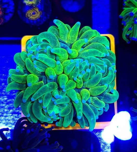 PNW Custom Pink Frag Pop Stand w/Frag Lock | Acrylic 1 Hole Frag Rack Plugs Reef Fragging Coral Holder for Aquarium (Single), Black