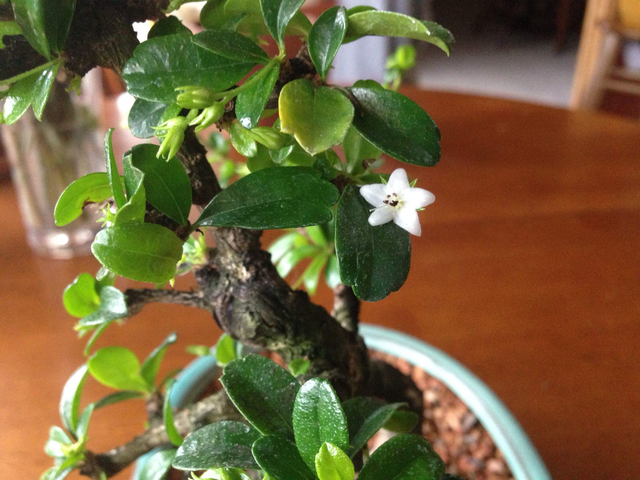 Indoor Bonsai, Fukien Tea, Flowers Constantly, 10 Years Old, S Trunk Style. Free Watering Tray.