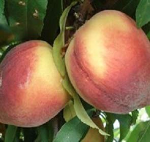 Contender Peach Tree - Self Pollinating Live Fruit Plant Shipped 2 to 3 Feet Tall by DAS Farms (No California)