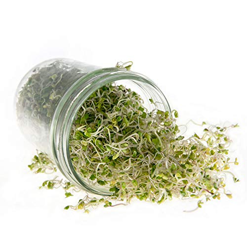 Kale Trio Sprouting & Microgreen Mix | Contains Blue Curled Scotch, Premier & Red Russian Kale Seeds | Heirloom Non-GMO Seeds | Bulk 1 LB Resealable Bag | Rainbow Heirloom Seed Co.