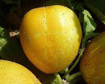 Heirloom Lemon Cucumber Seeds - Cucumis sativus - 30 Seeds, 1 Gram - B31