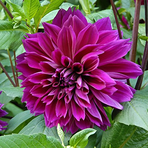 Dahlia Bulbs (Dinnerplate) - Thomas Edison - 2 Bulbs, Purple, Attracts Pollinators, Cut Flower Garden, Easy to Grow & Maintain, Fast Growing