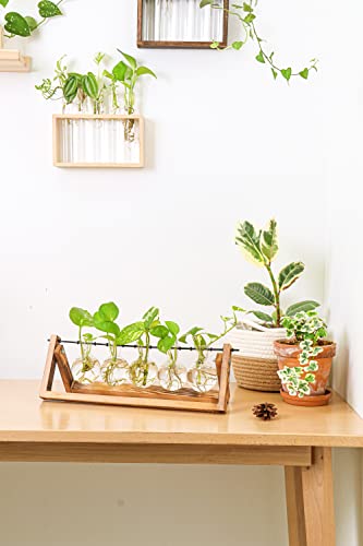Ivolador Desktop Glass Bulb Plant Terrarium with Retro Solid Wooden Stand and Metal Swivel Holder for Hydroponics Plants Home Garden Wedding Decor (5 Bulbs)