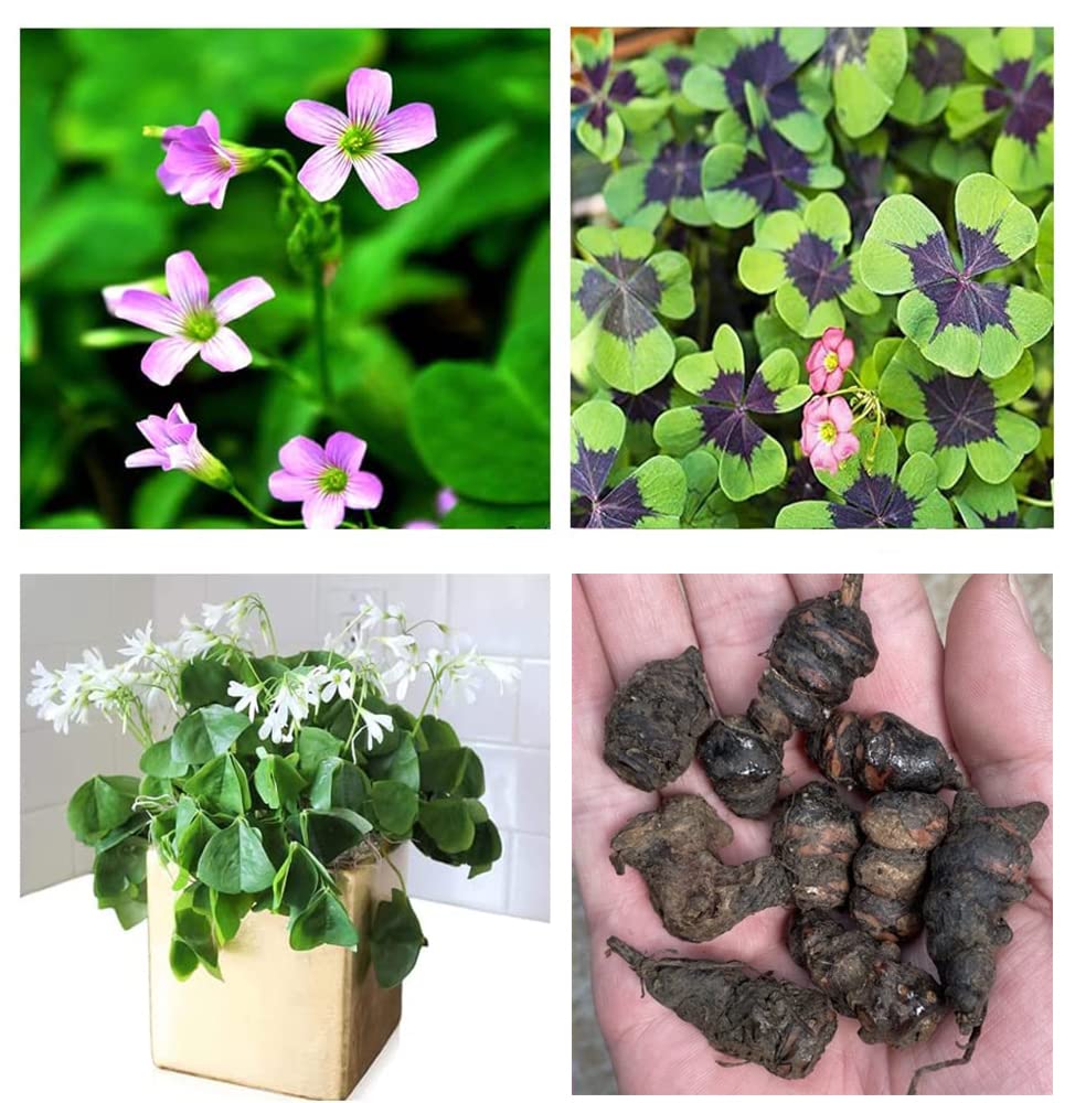 Green Shamrock Bulbs 15 Luck Oxalis Bulbs to Plant, Easy to Grow Indoors Outside The Novice Gardener's Choice
