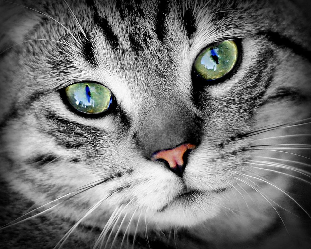 PET SUPPLEMENTS cat Eye Vitamins - Cats Eye Health Complex - Advanced Formula for Eye Sight - Immune Boost - cat astaxanthin - 1 Bottle (60 Tablets)