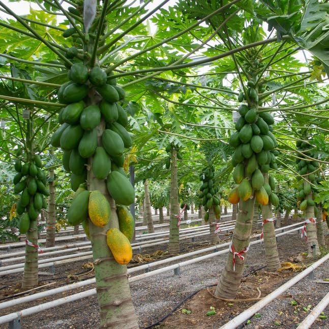 David's Garden Seeds Fruit Papaya Sunset 15 Non-GMO, Heirloom Seeds