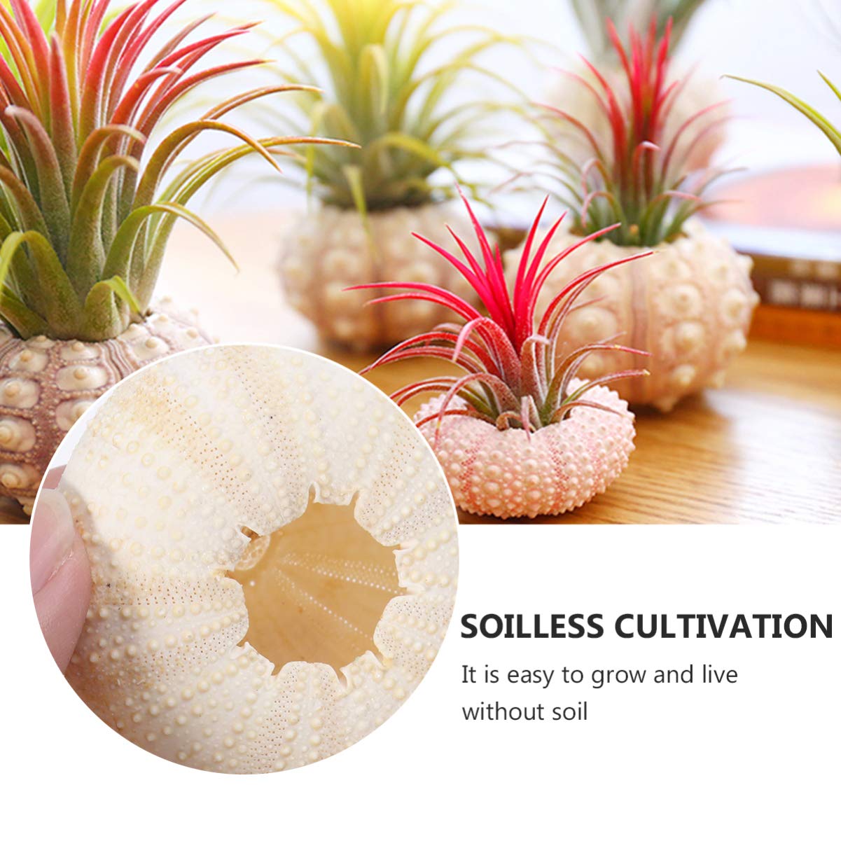 Hemoton 4Pcs Sea Urchin Shells Air Plant Planter Holder Tillandsia Small Container Plant Bonsai Cactus Pot Decorative Home Decor for Desktop