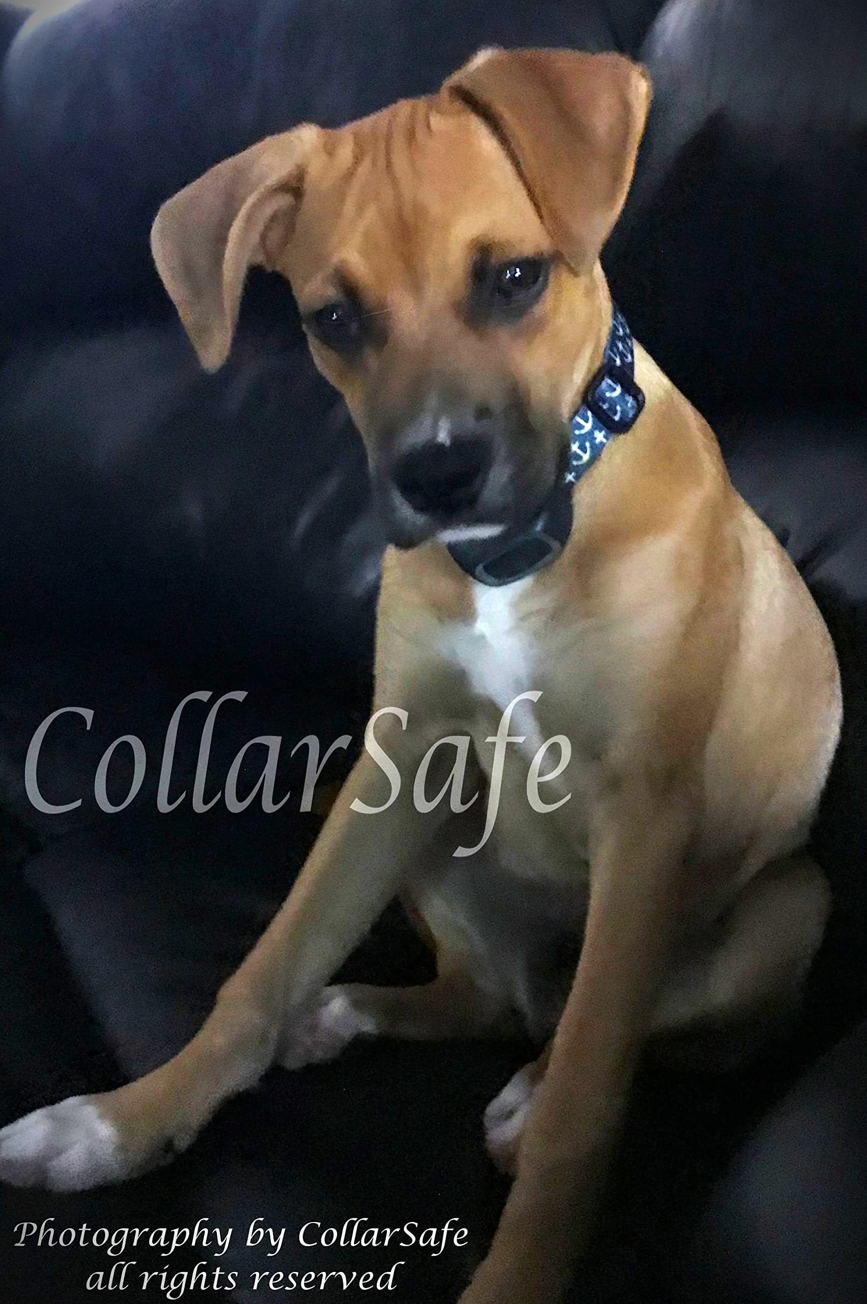 CollarSafe 3/4" Wide NYLON Replacement Collar w/Heavy Duty Buckle - FITS PetSafe PIF-275, Microlite & Many Other Modules Requiring 2-Holes 1-3/16” Apart to Attach - PLS Read Listing - View Photos