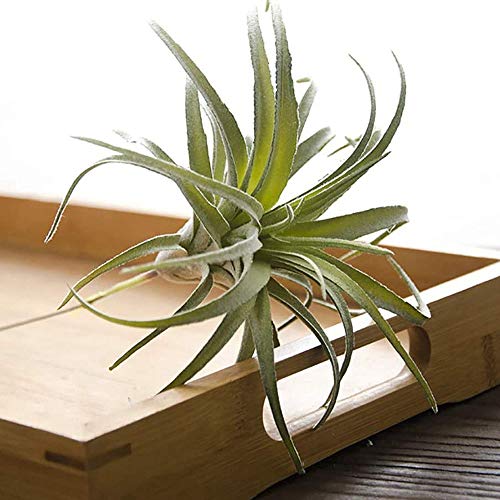 Facibom 4Pack Artificial Pineapple Grass Air Plants Fake Flowers Faux Flocking Tillandsia Bromeliads Home Garden Decor
