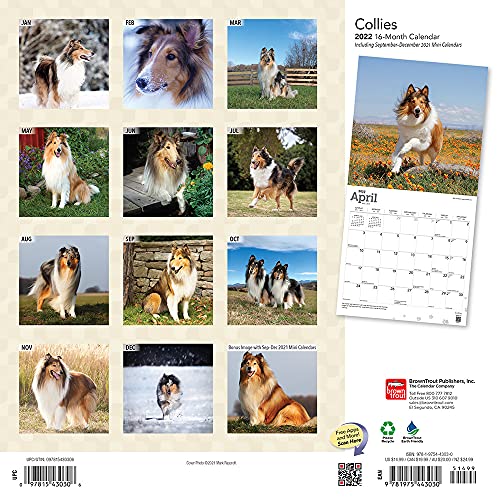 Collies 2022 12 x 12 Inch Monthly Square Wall Calendar, Animals Dog Breeds DogDays