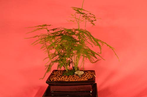 Indoor Bonsai, Asparagus Fern, 6 Years Old, Berries