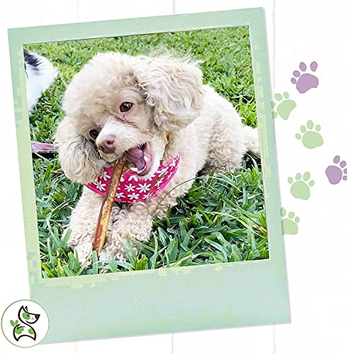 Nature Gnaws Mixed Bully Sticks for Small Dogs - Premium Natural Tasty Beef Bones - Simple Long Lasting Dog Chew Treats - Rawhide Free - 6 Inch
