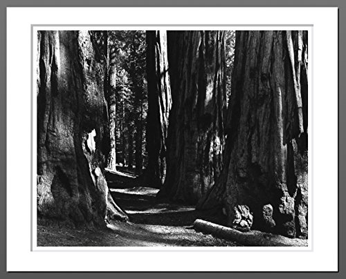 Senate Group, Giant Forest (#1)