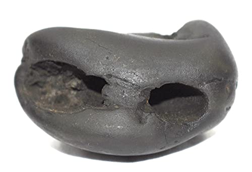 Rudrakshguru TriVikrama Shaligram - Gandaki River Nepal