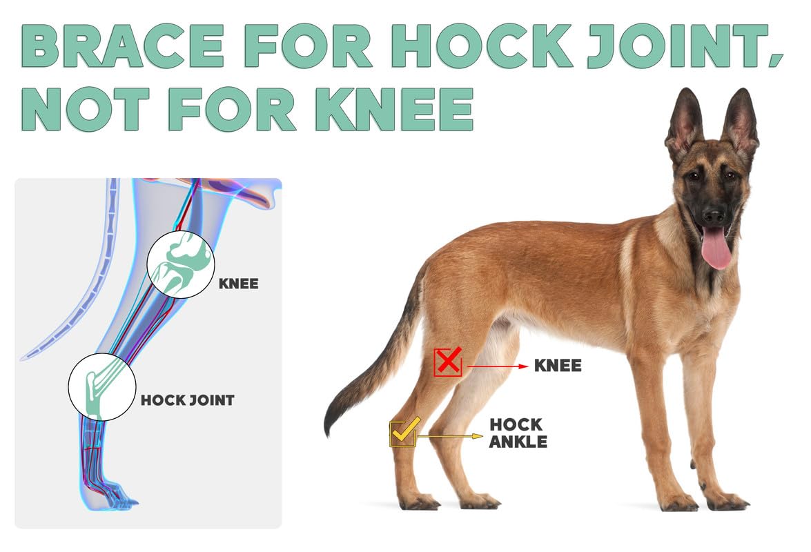 Lyderpet Dog Leg Brace for Rear Hock & Ankle, Canine Hind Leg Joint Compression Wrap for Torn ACL & CCL, Back Leg Injury and Sprain Protection, Helps with Elderly Dogs Activies and Arthritis (L)
