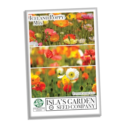 Iceland Poppy Seeds Flower Mix, 3000 Heirloom Flower Seeds Per Packet, Non GMO Seeds, Botanical Name: Papaver nudicaule, Isla's Garden Seeds