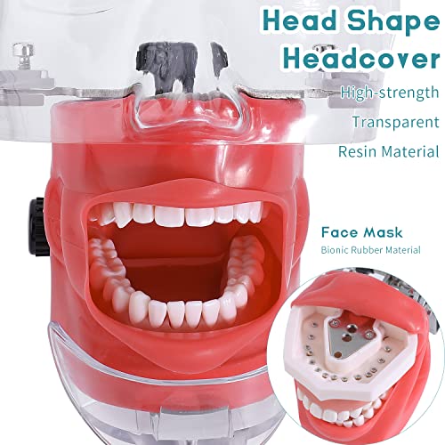 LVCHEN Manikin Simulator Head Lab Training Phantom Head with Typodont Teeth Model Fixed on Desk 1:1 High Emulation 360-Degree Adjustable for Dental Schools Education Practical Demonstration