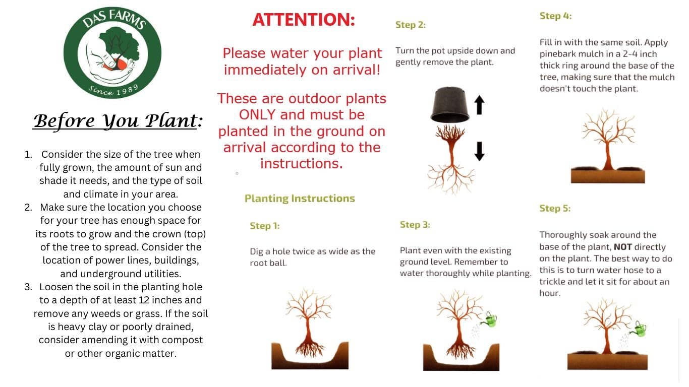Fuji Apple Tree - Grow Fresh Fruit - Live Plant Shipped 3 Feet Tall by DAS Farms