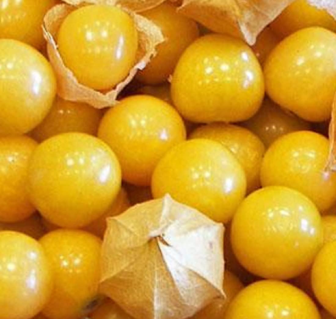 Ground Cherry Seeds - Aunt Molly's Organic USDA Certified Organic Vegetable Seed - Seeds for Ground Cherries - 250 Seeds