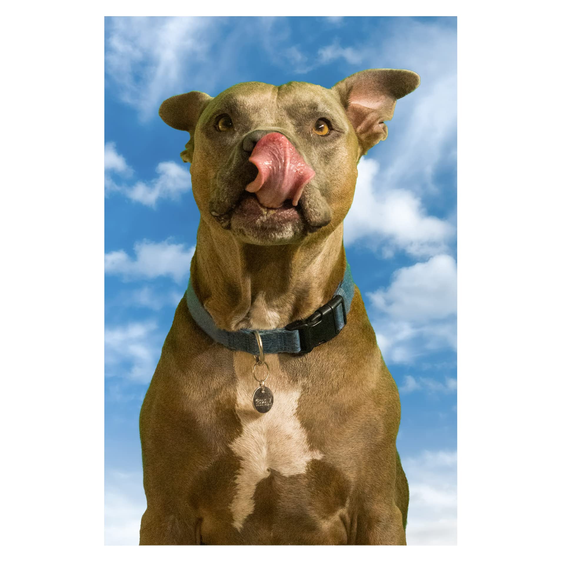 REPELZ Flea & Tick Tag for Dogs & Cats
