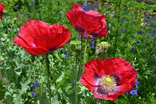 Giant Red Poppy Papaver Somniferum Premium Seed Packet