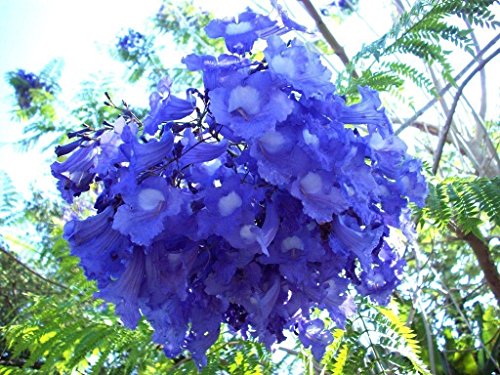 JACARANDA CUSPIDIFOLIA, BLUE rare flowering trumpet tree flamboyan seed 10 seeds