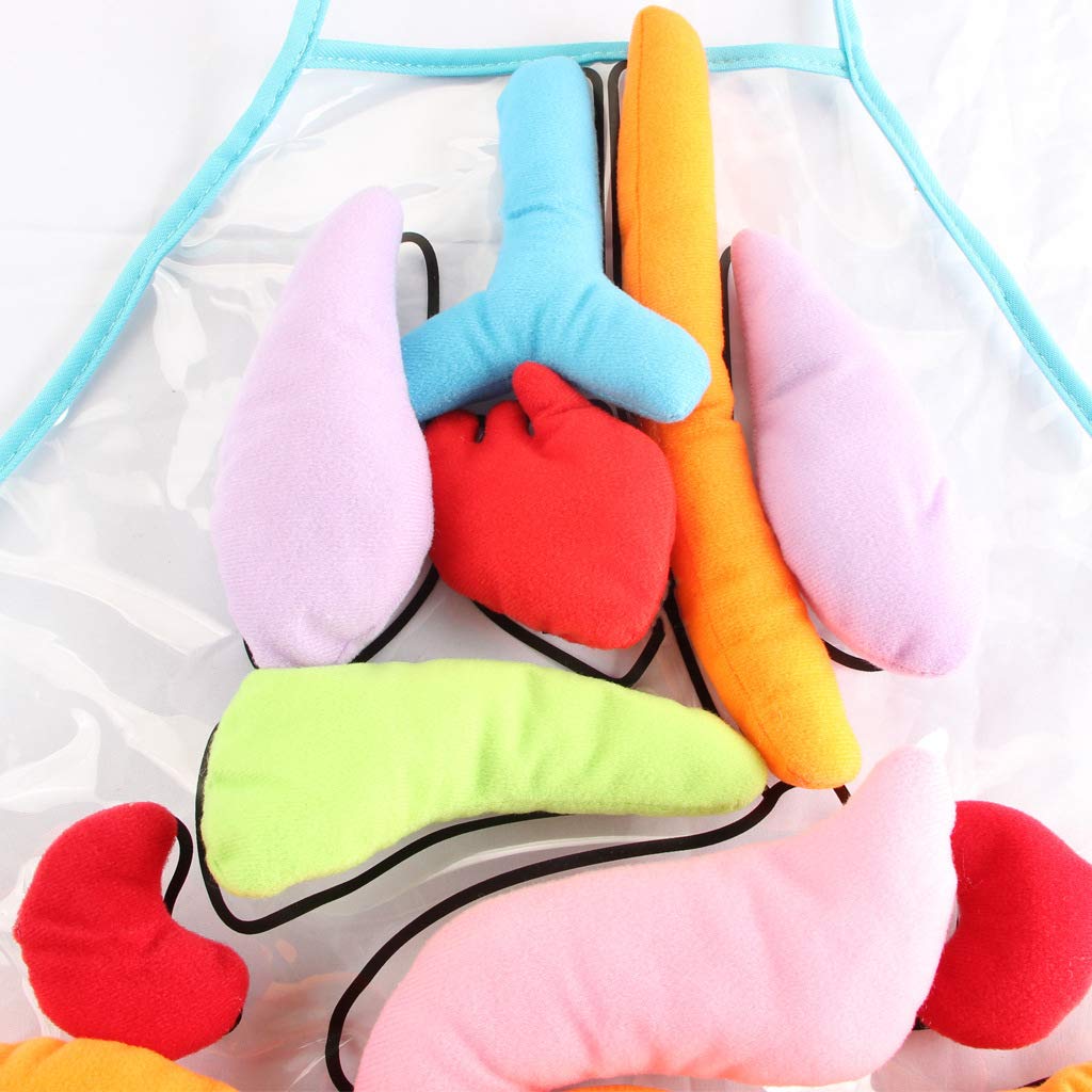 vocheer 3D Organ Apron, Anatomy Apron Human Body Organs Awareness Montessori Educational Tool Toy for Home Preschool Teaching Aid, Transparentā¦