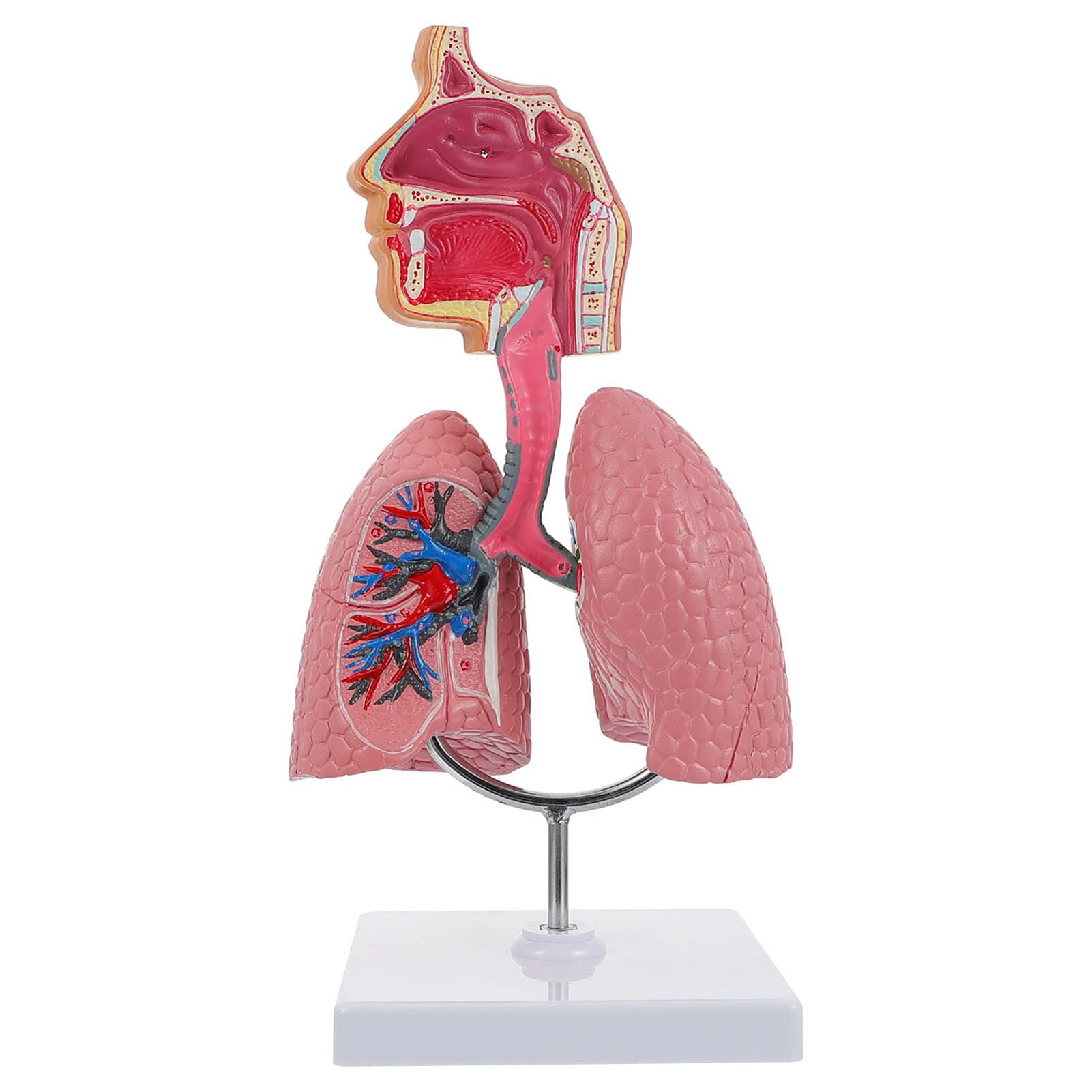 Lung Anatomical Model, 2pcs Human Lung Model, Respiratory System Model with Display Stand for Medical Educational Lab Study