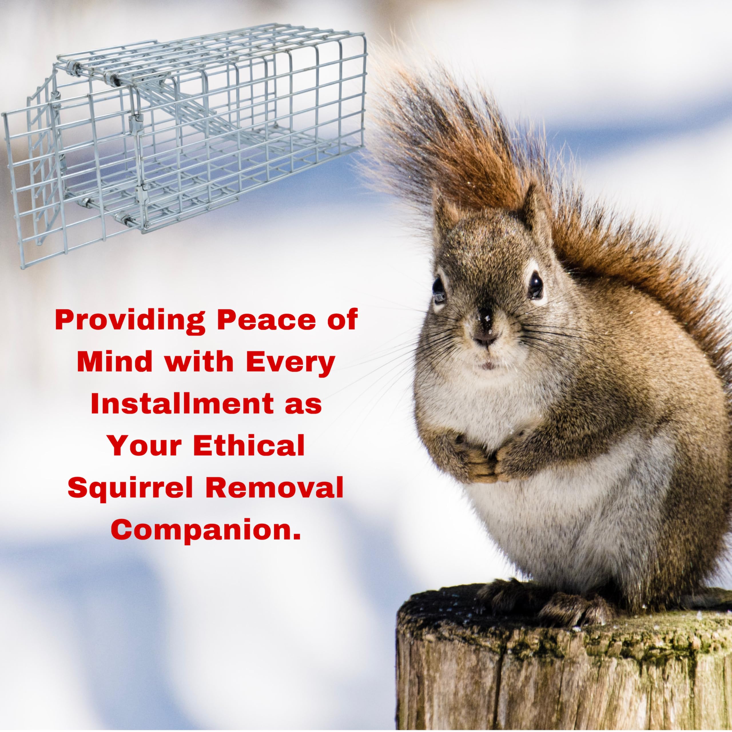 one Way Door Squirrel|Traps Alternative|one Way Door Squirrel|Squirrel Trap Live Trap Squirrel Traps