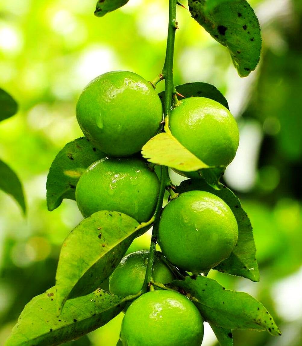 Dwarf Lime Tree Seeds for Planting - 30 Pcs Seeds