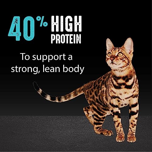 CRAVE Grain Free Adult High Protein Natural Dry Cat Food with Protein from Salmon & Ocean Fish, 10 lb. Bag