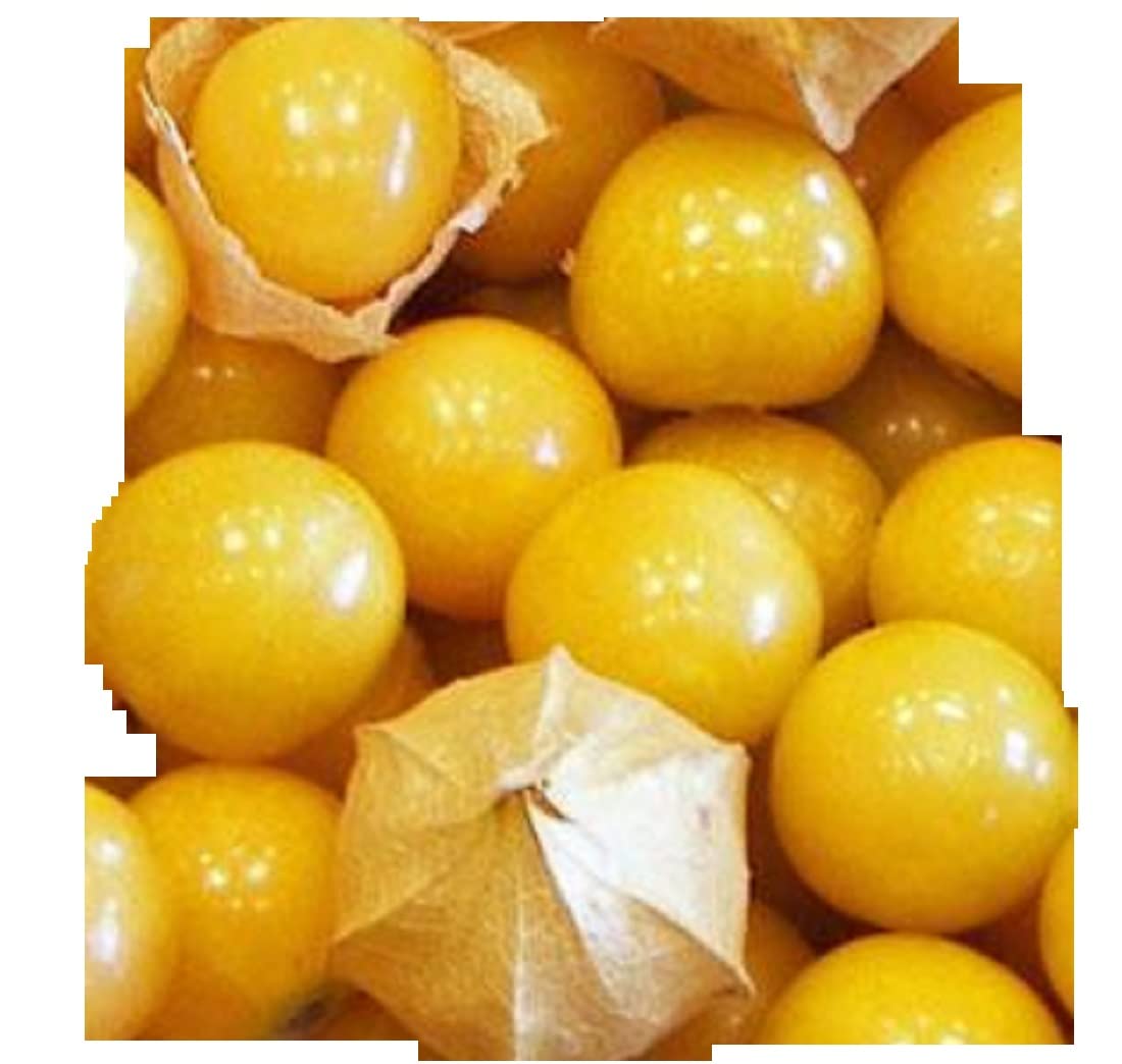Ground Cherry Seeds - Aunt Molly's Organic USDA Certified Organic Vegetable Seed - Seeds for Ground Cherries - 250 Seeds