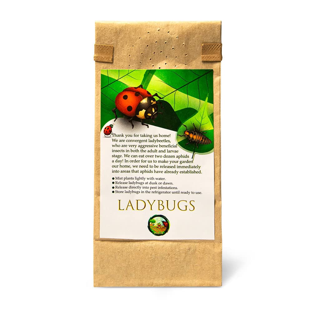 Gardner Time Live Ladybugs - Good Bugs for Garden - Pre-Fed Hippodamia Convergens - Ladybugs - Guaranteed Live Delivery - Ladybugs Live (150)