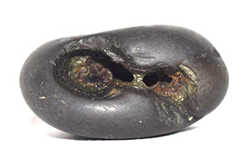 Rudrakshguru Laxmi Narasimha Shaligram