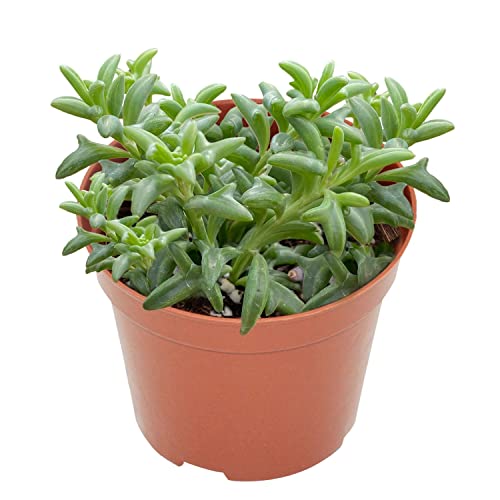 Rare Succulent 4-inch String of Dolphins, Live Succulents Plants Fully Rooted in Pots with Soil, Easy-Care House Plant for Home Office Decoration, Wedding Party Favor Gift