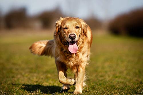 PET SUPPLEMENTS & NUTRITION LLC Dog Itch Relief - Dog Hair and Coat Complex - Itch Relief - Immune Support - Vitamins and Minerals - quercetin for Dogs - 1 Bottle (60 Treats)