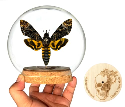 Real Death Head Moth Acherontia in Globe Dome Butterfly Hawkmoth Skull Moth Insect Unique Taxidermy Taxadermy Collectables Tabletop Wall Art Decoration Home Decor Living Reading Room DOME-05-01