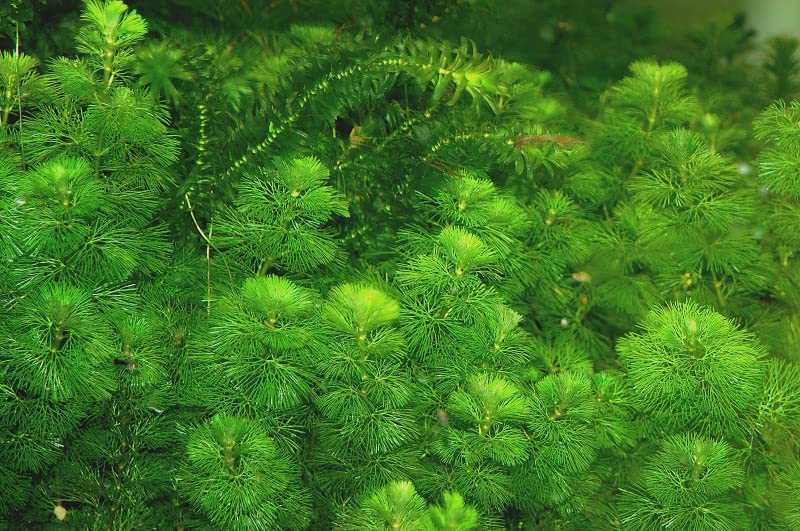 Marcus Fish Tanks - 3X Green Cabomba Caroliniana Live Aquarium Plants for Aquatic Freshwater Fish Tank