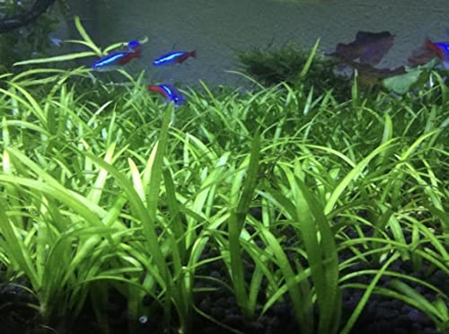 Marcus Fish Tanks - 10x Dwarf Sagittaria Subulata Live Aquarium Plant Dwarf Sag Freshwater Aquatic Carpeting Plant BUY2GET1FREE