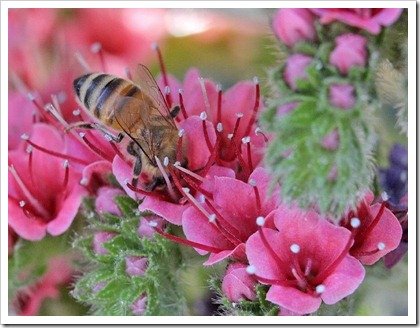 Echium Wildpretii Tower Of Jewels Snake Head Rare Beauty Exotic 10 Seeds