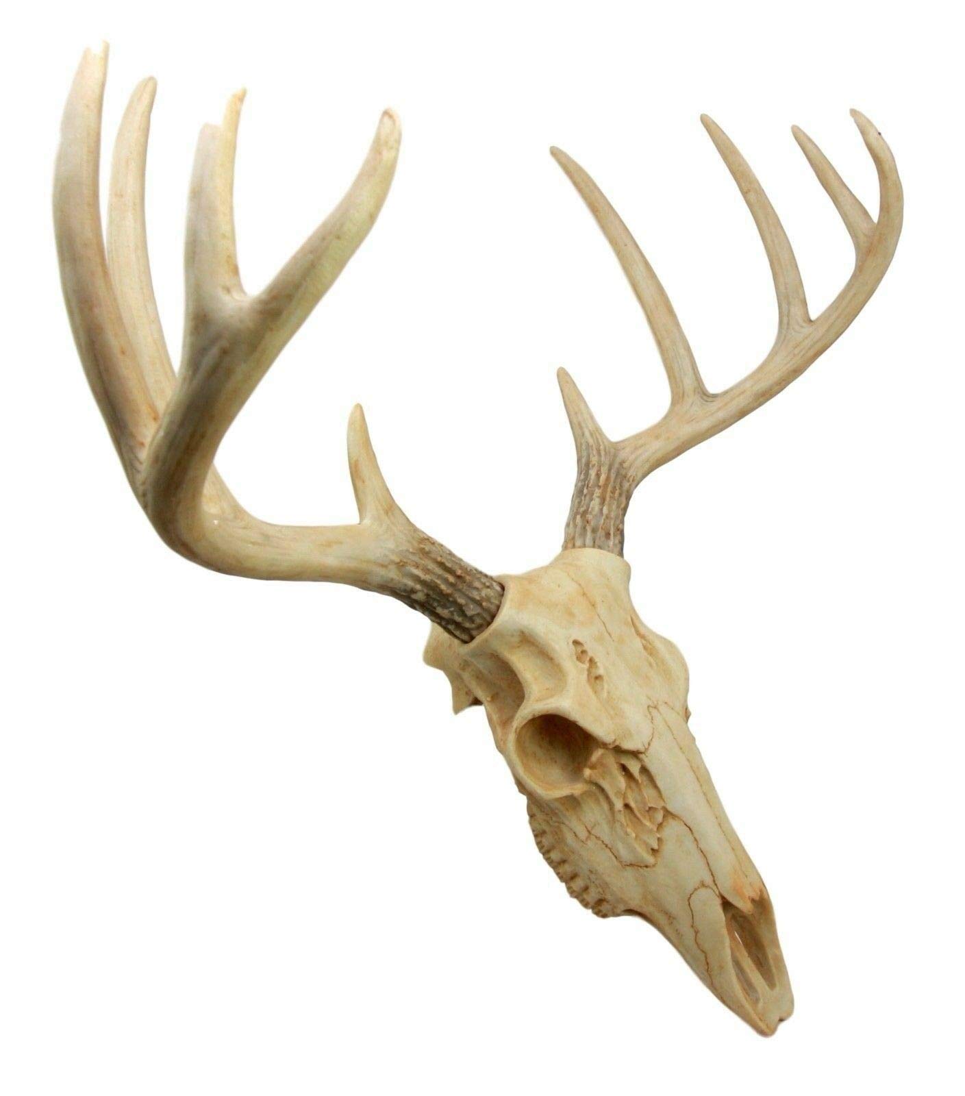 Ebros Gift Rustic Hunter Deer 10 Point Buck Skull Trophy Antlers Wall Mounted Plaque Trophy Decor Figurine 14.25" Long Hunter's Antler Rack Theme Deers Bucks Hunting Skulls Trophies Hanging Sculptures